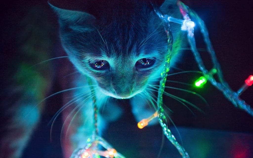 Purr-fect 30 Charming Cat Wallpapers and Backgrounds