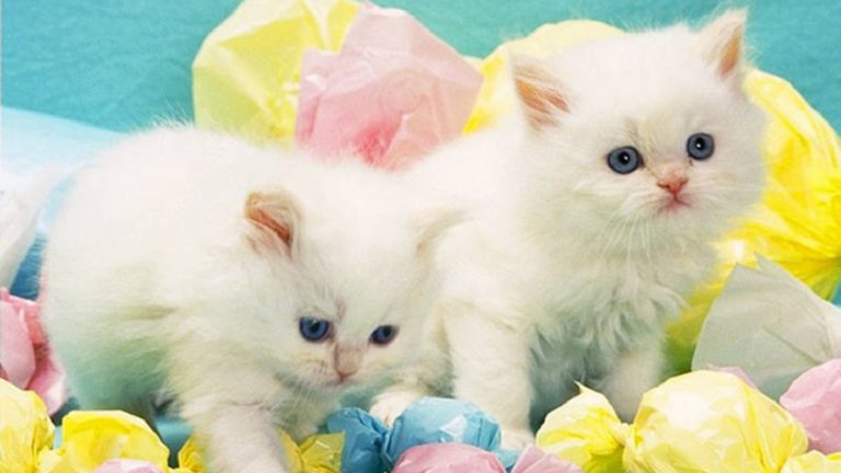 Purr-fect 30 Charming Cat Wallpapers and Backgrounds