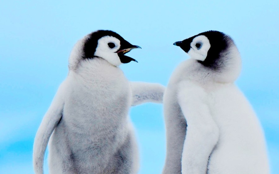 The Sweetest Moments Captured in 30 Stunning Penguin Pictures