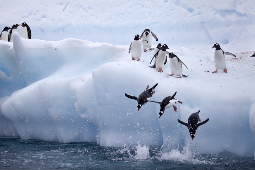 The Sweetest Moments Captured in 30 Stunning Penguin Pictures