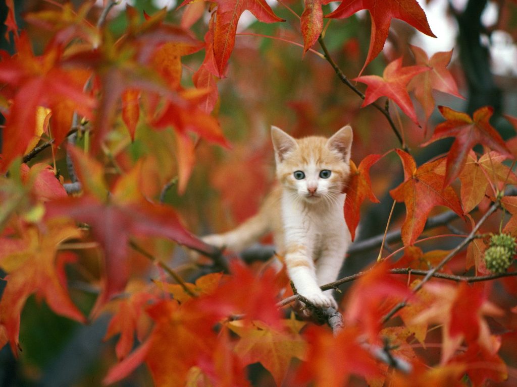 Purr-fect 30 Charming Cat Wallpapers and Backgrounds