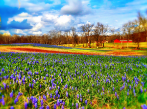 35 Vibrant Spring Pictures and Wallpapers to Invigorate Your Space