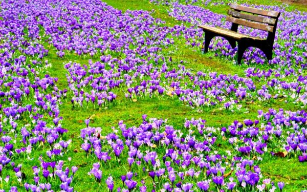 35 Vibrant Spring Pictures and Wallpapers to Invigorate Your Space