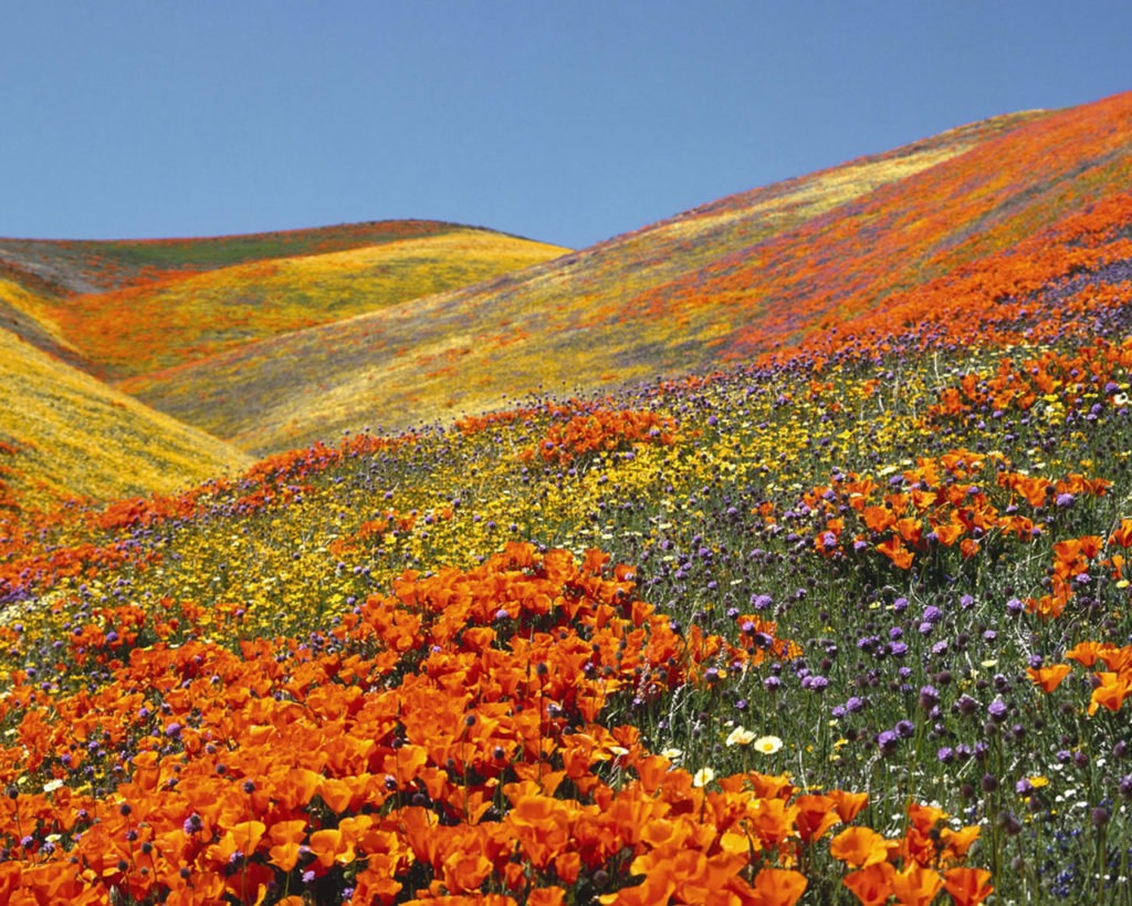 35 Vibrant Spring Pictures and Wallpapers to Invigorate Your Space