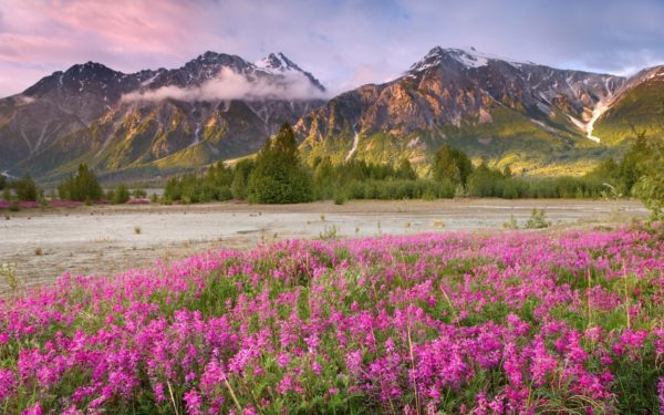 35 Vibrant Spring Pictures and Wallpapers to Invigorate Your Space
