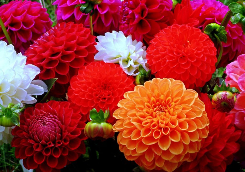 100 Stunning Pictures of Flowers to Brighten Your Day