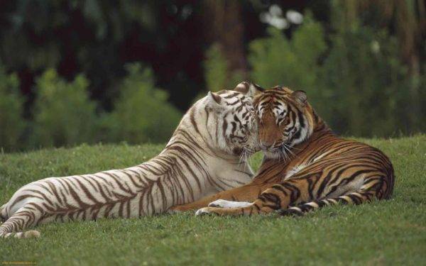 35 Stunning Bengal Tiger Photos and Wallpapers