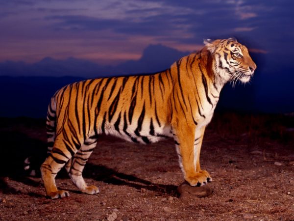 35 Stunning Bengal Tiger Photos and Wallpapers