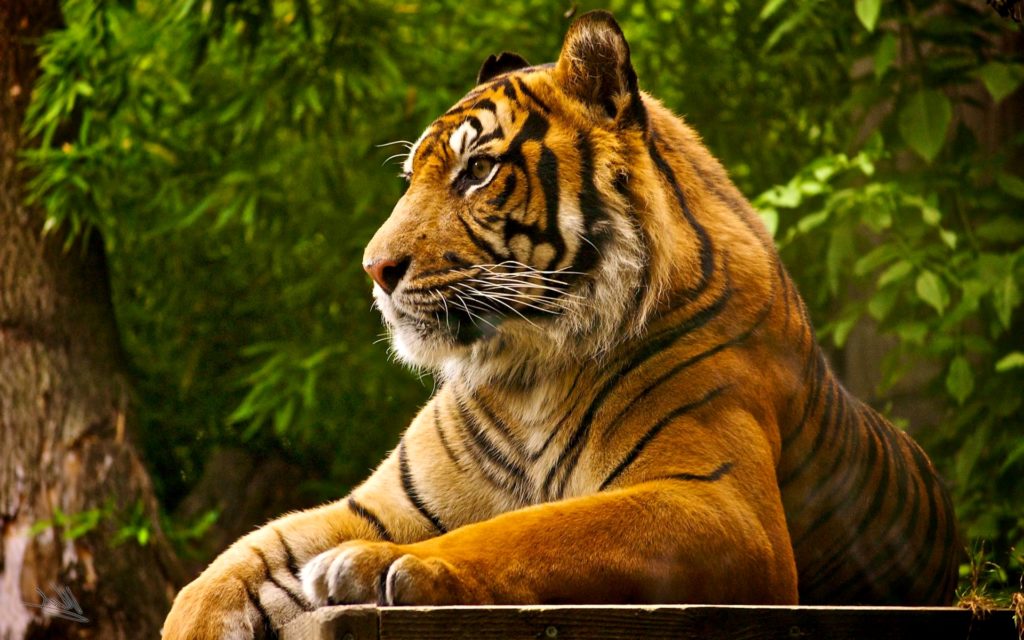 35 Stunning Bengal Tiger Photos and Wallpapers