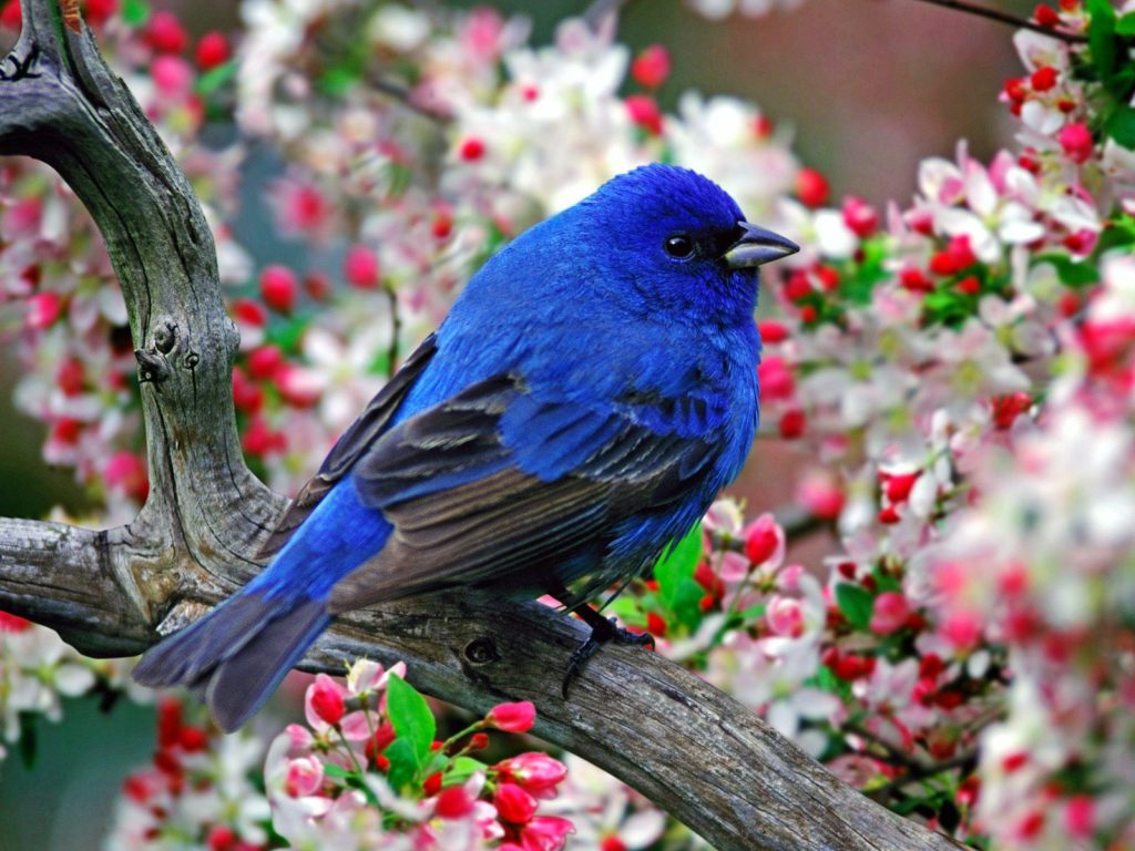 A Breathtaking Array of Bluebird Pictures