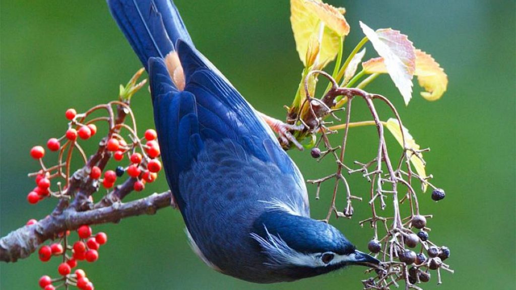 A Breathtaking Array of Bluebird Pictures