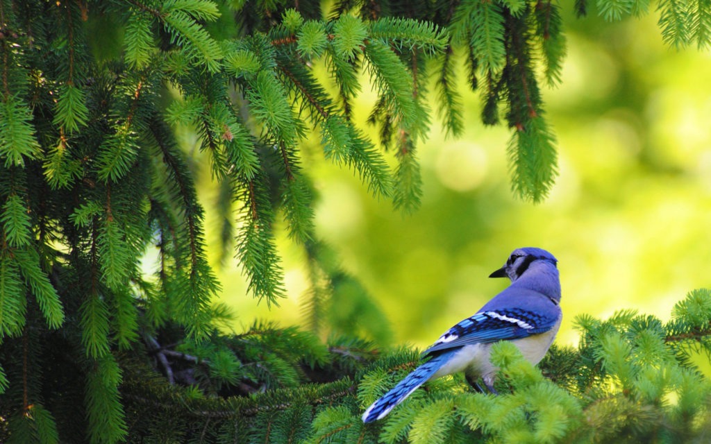 A Breathtaking Array of Bluebird Pictures
