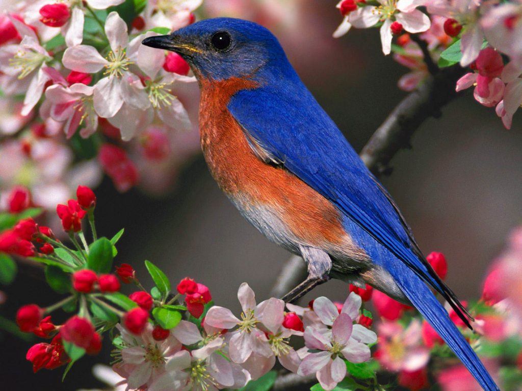 A Breathtaking Array of Bluebird Pictures