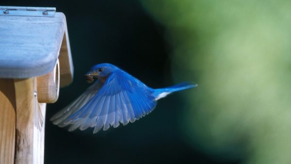 A Breathtaking Array of Bluebird Pictures