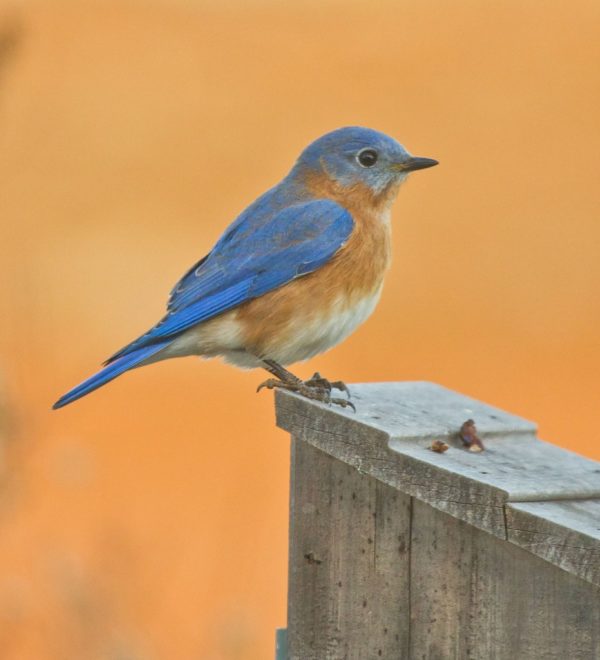 A Breathtaking Array of Bluebird Pictures