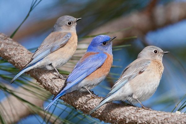 A Breathtaking Array of Bluebird Pictures