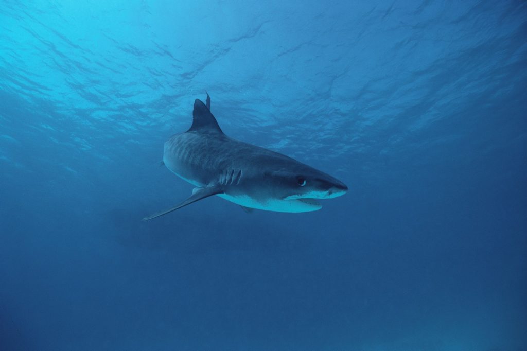 25 Incredible Tiger Shark Pictures in HD