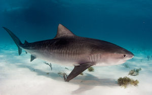 25 Incredible Tiger Shark Pictures in HD