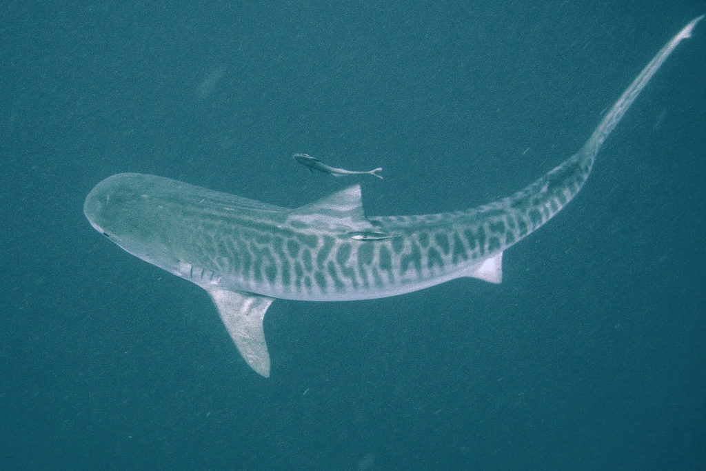 25 Incredible Tiger Shark Pictures in HD