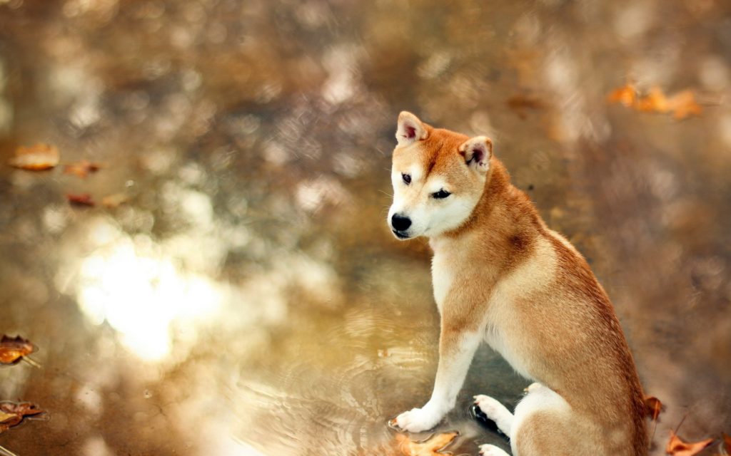 Pawsome 40 Cute and Cuddly Pictures of dogs