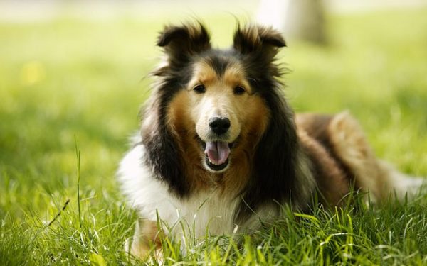 Pawsome 40 Cute and Cuddly Pictures of dogs Pawsome 40 Cute and Cuddly Pictures of dogs