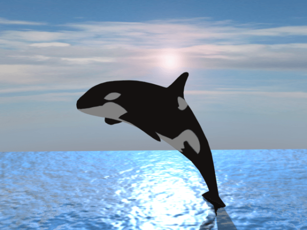 30 Majestic Killer Whale Pictures and Free HD Wallpapers
