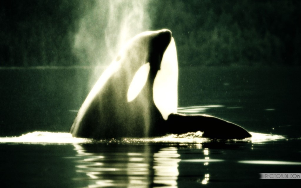30 Majestic Killer Whale Pictures and Free HD Wallpapers