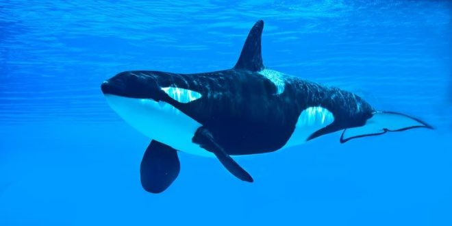 30 Majestic Killer Whale Pictures and Free HD Wallpapers